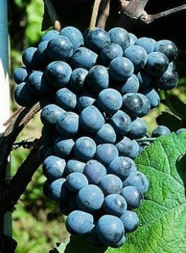 My Favorite Wine Grapes - Aaron Diaz Wine Blog