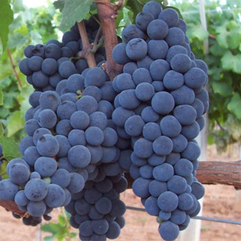 My Favorite Wine Grapes - Aaron Diaz Wine Blog